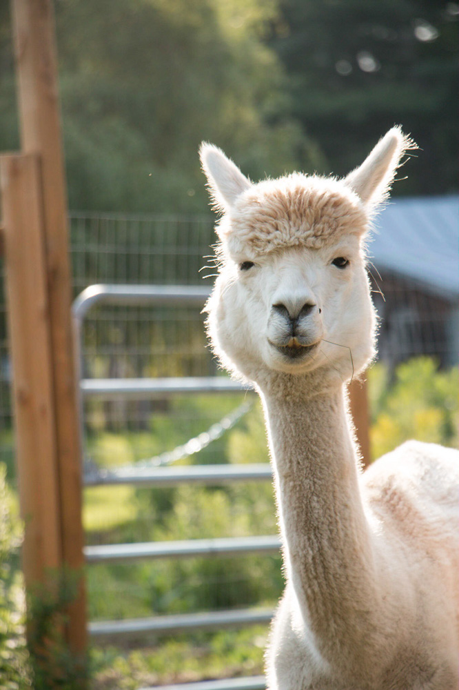 Meet the Alpacas | Blue Alpaca Ranch and Store