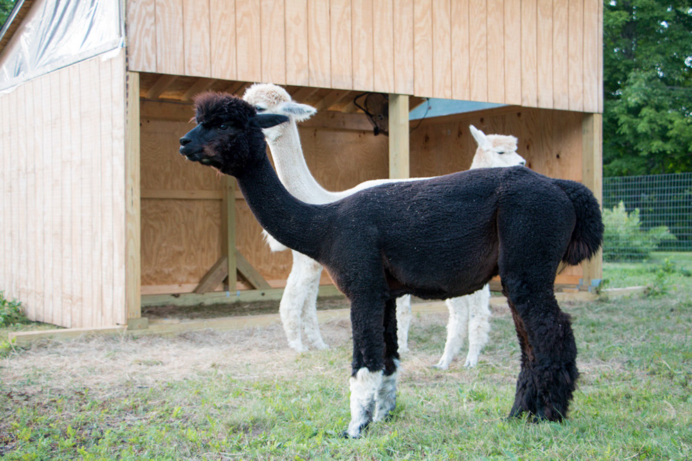 Meet the Alpacas | Blue Alpaca Ranch and Store