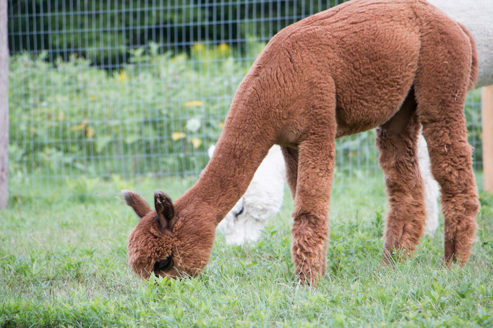 Meet the Alpacas | Blue Alpaca Ranch and Store