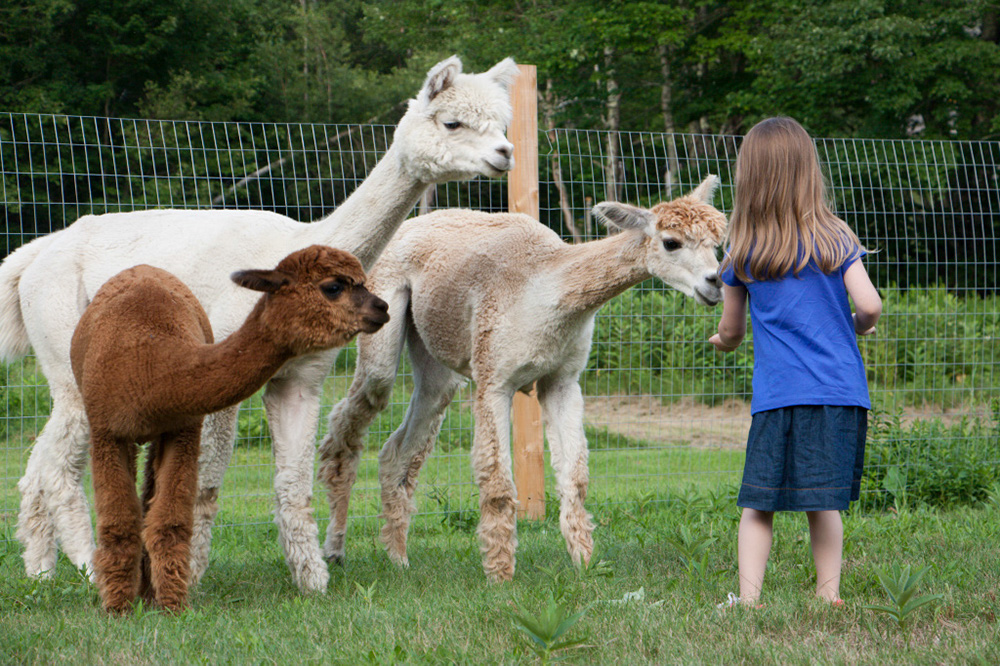 Contact Us | Blue Alpaca Ranch and Store