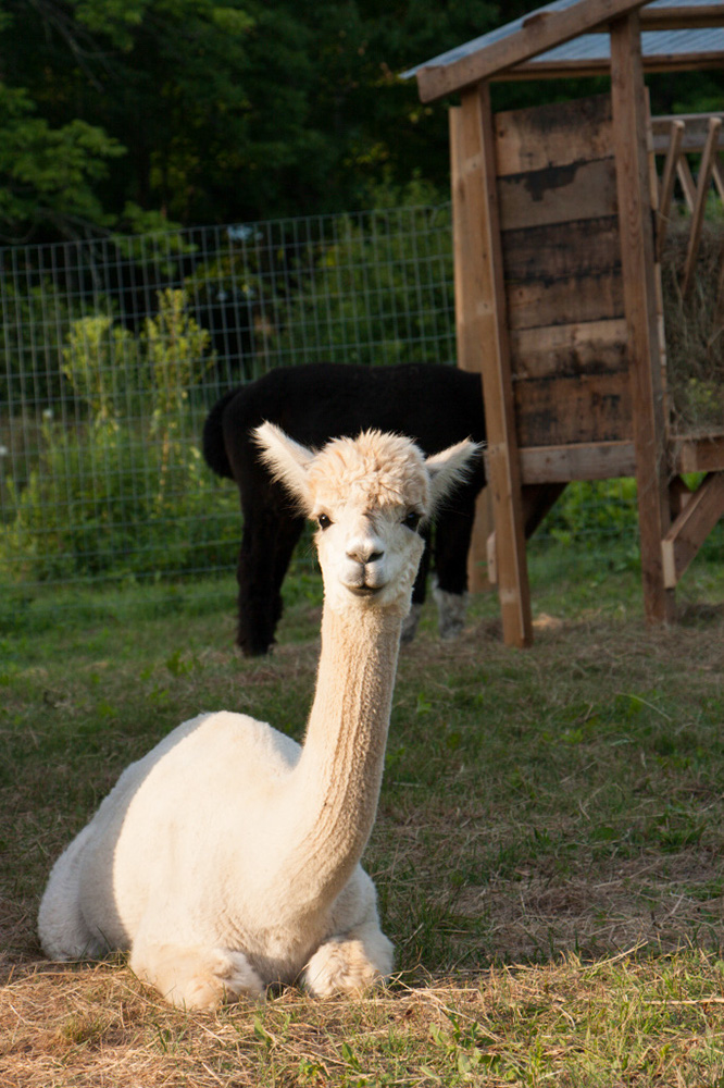 Meet the Alpacas | Blue Alpaca Ranch and Store