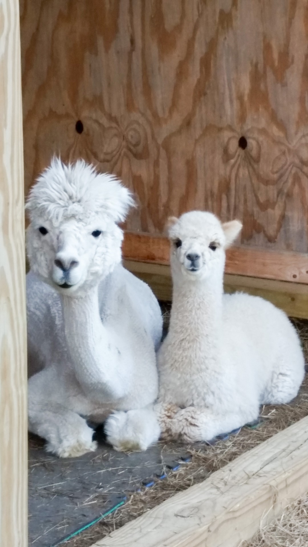 Meet the Alpacas | Blue Alpaca Ranch and Store