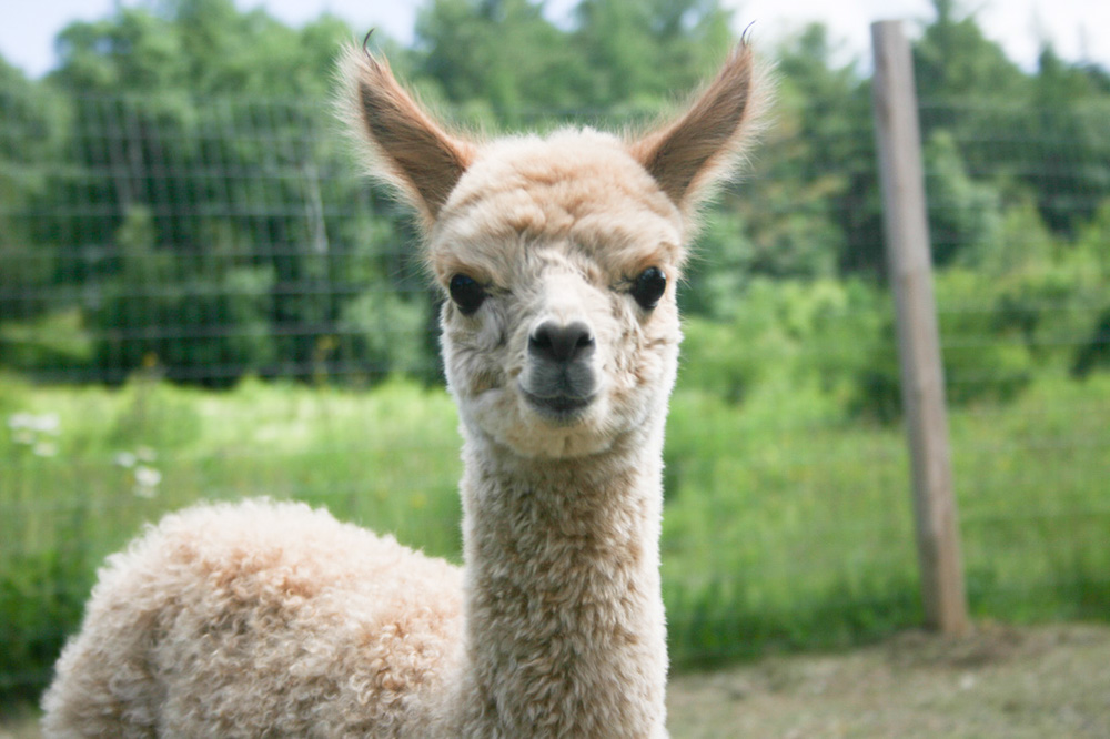 Blue Alpaca Ranch and Store | Come feel the softness!!