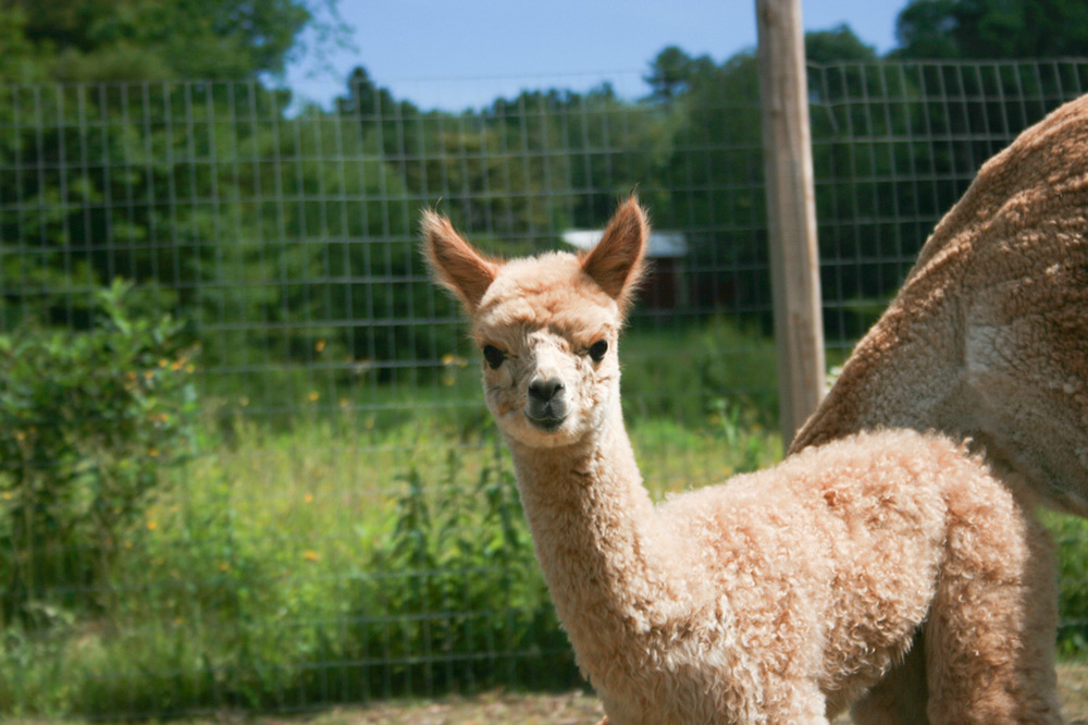 Meet the Alpacas | Blue Alpaca Ranch and Store